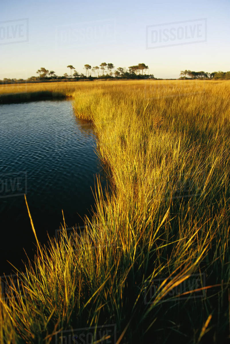 Salt marsh, Assateague Island, Virginia.; ASSATEAGUE ISLAND, VIRGINIA ...