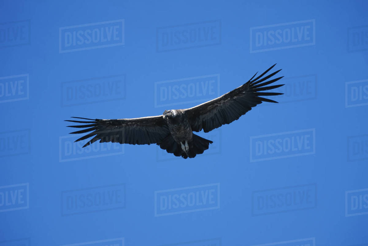 An Andean condor in flight.; Patagonia, Chile. - Royalty-free Stock ...