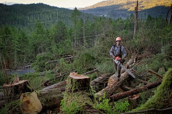 Portrait of Cody, a timber faller, works alone in the woods at Winter ...