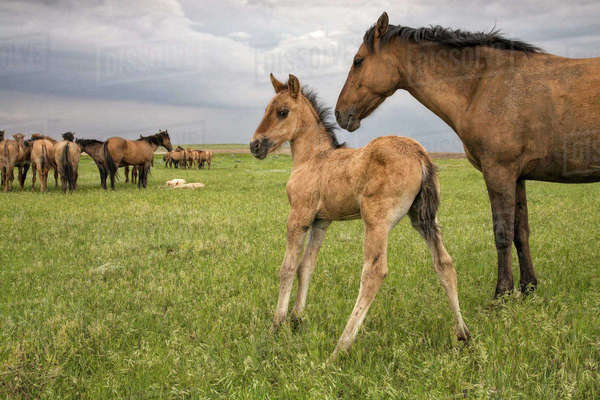 The Gila herd are of Spanish origin and came to North America with the ...