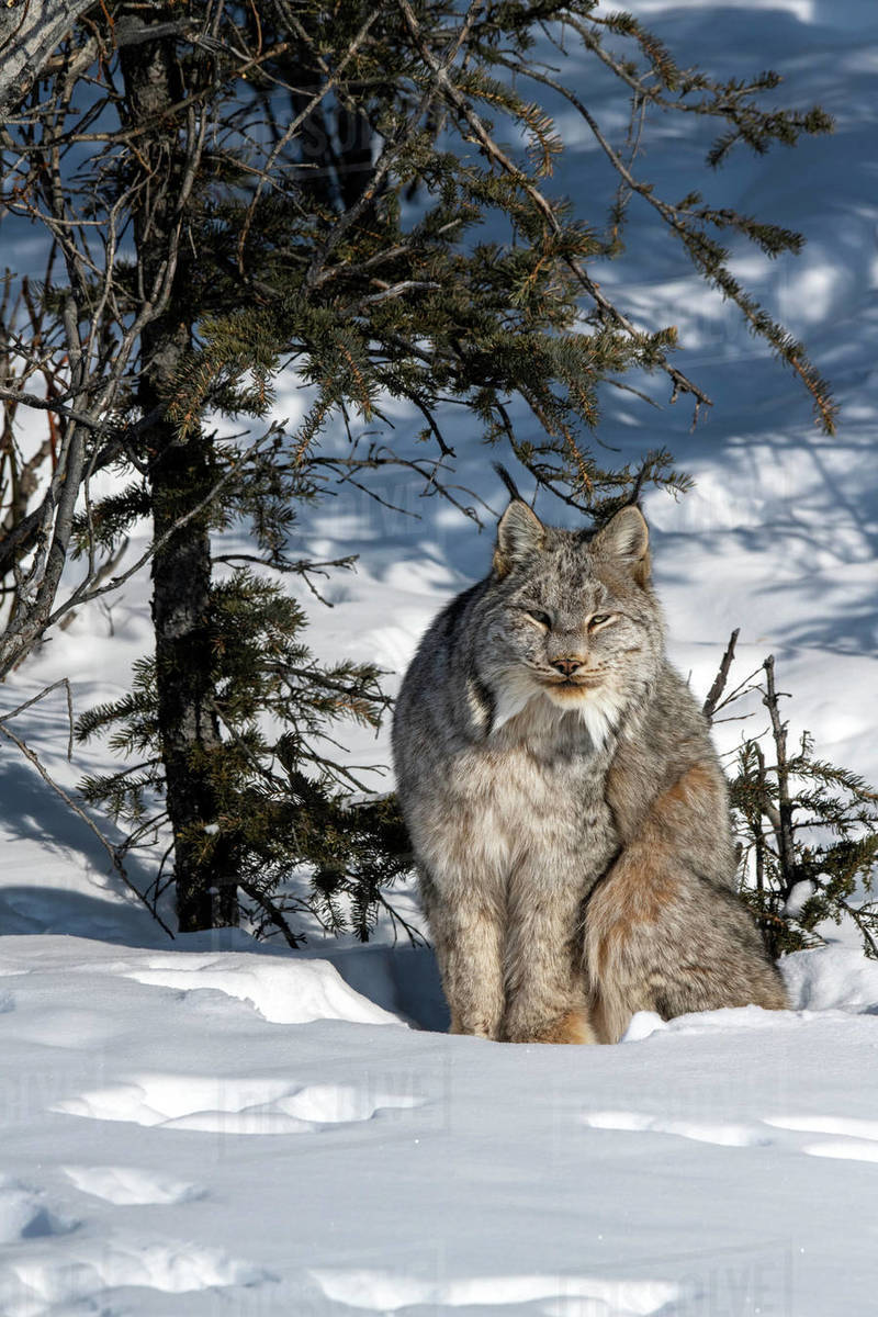 Lynx (Lynx canadensis) sitting upright in the snow and looking at the ...