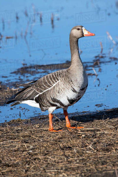 Greater White-fronted Goose (Anser albifrons) standing next to a ...