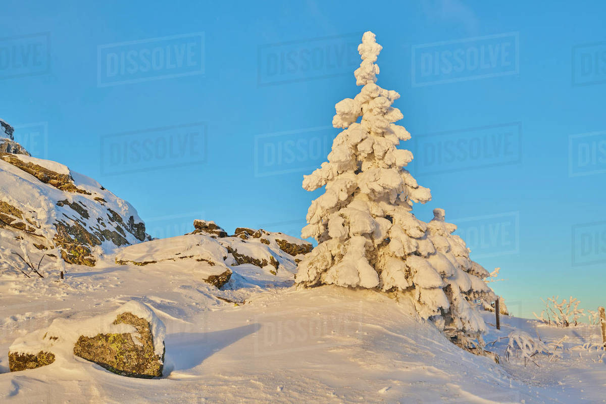 Frozen Norway spruce or European spruce (Picea abies) tree at sunrise ...