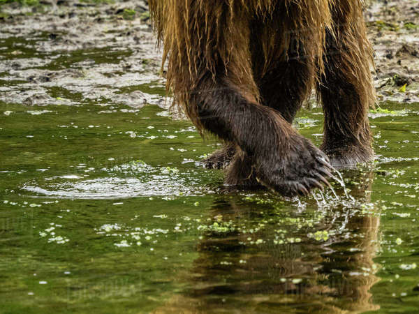 Close-up of bear claws of a Coastal Brown Bear (Ursus arctos horribilis ...