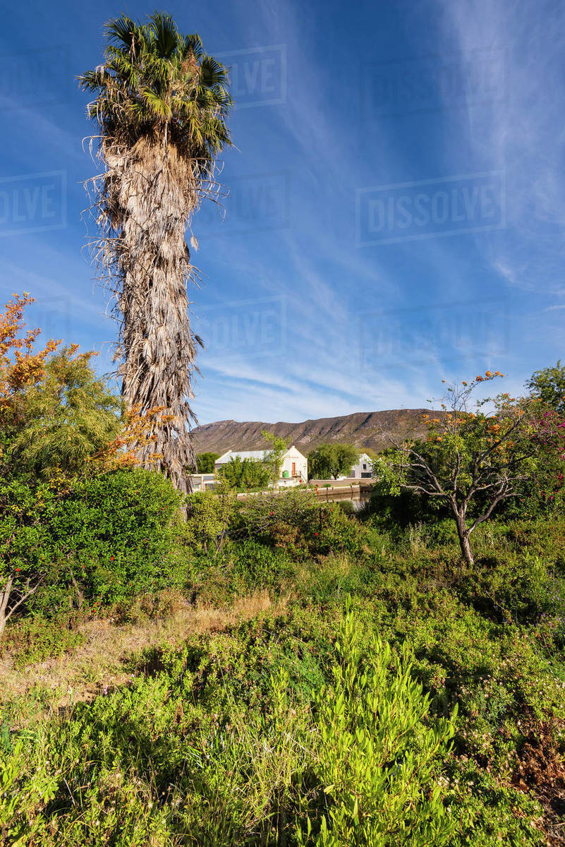 Palm tree growing in the countryside of South Africa; Prince Albert ...