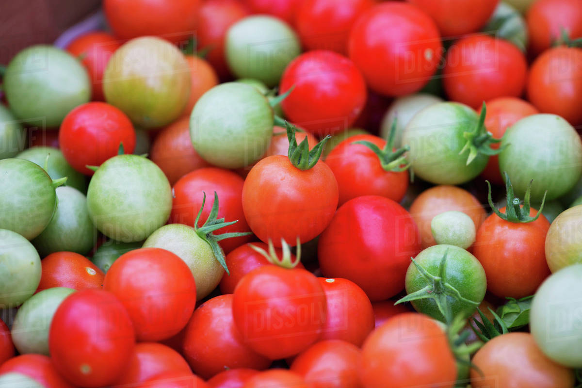 Multi-coloured tomatoes fresh from a greenhouse at the end of growing ...