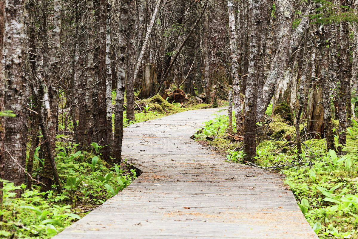 Path in a conifer forest, Ile Quarry, Mingan Archipelago National Park ...