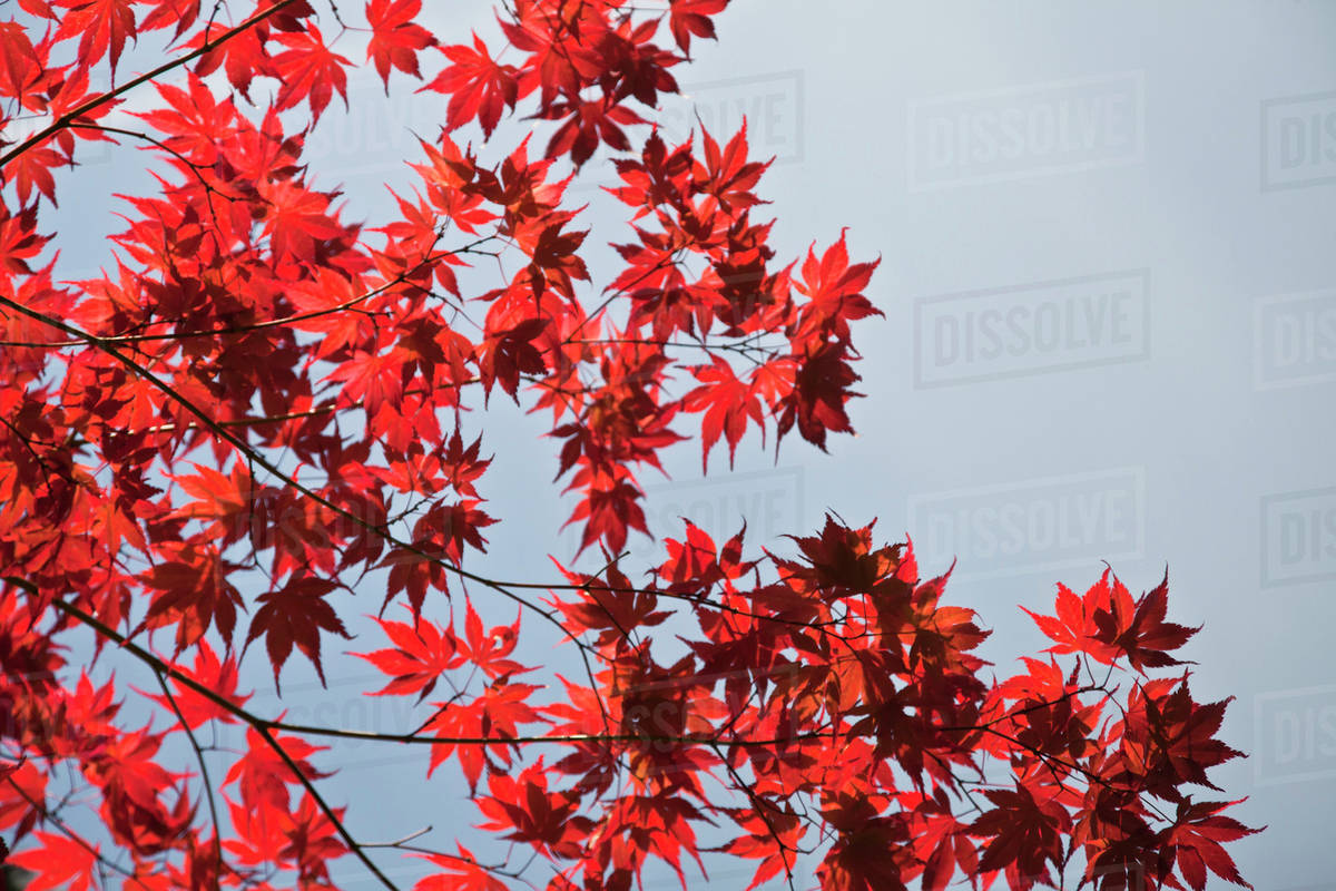 Bright red leaves on a tree; England - Royalty-free Stock Photo | Dissolve