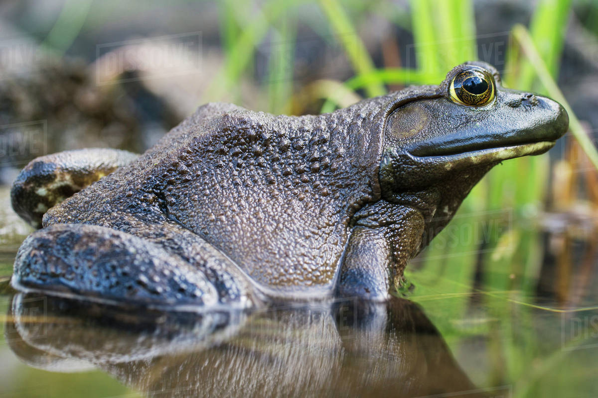 Bullfrog in a lake; Ontario, Canada - Royalty-free Stock Photo | Dissolve