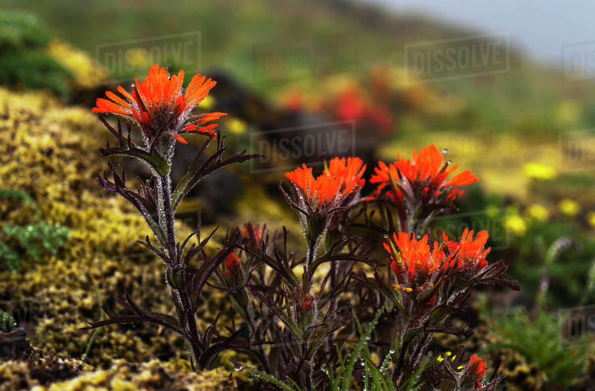 Indian Paintbrush (Castilleja) blooms on a hillside; Elsie, Oregon ...