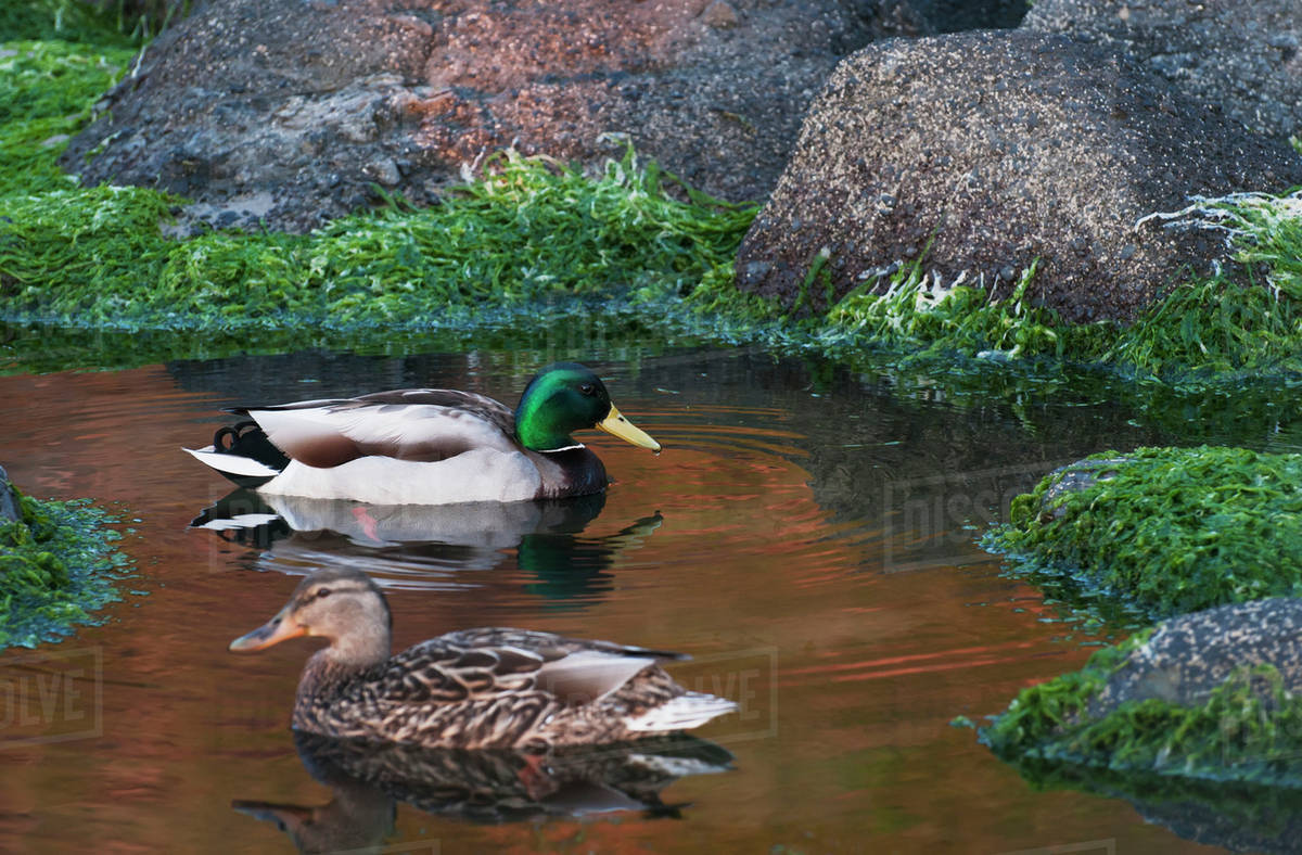 Mallards swim in a tide pool at Ecola State Park; Cannon Beach, Oregon ...