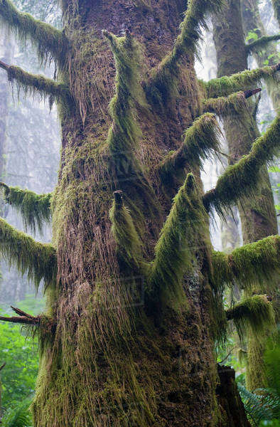 Moss hangs from a Sitka spruce tree; Elsie, Oregon, United States of ...