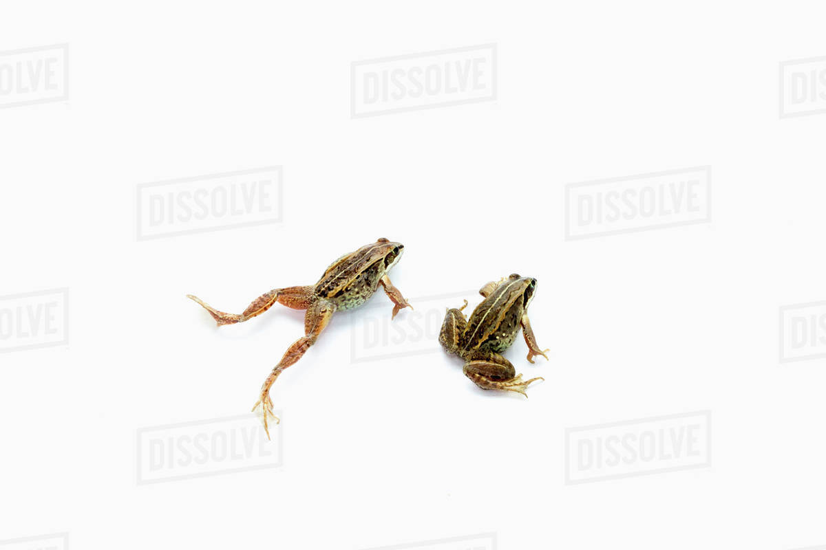A pair of frogs on a white background, one leaping towards another ...