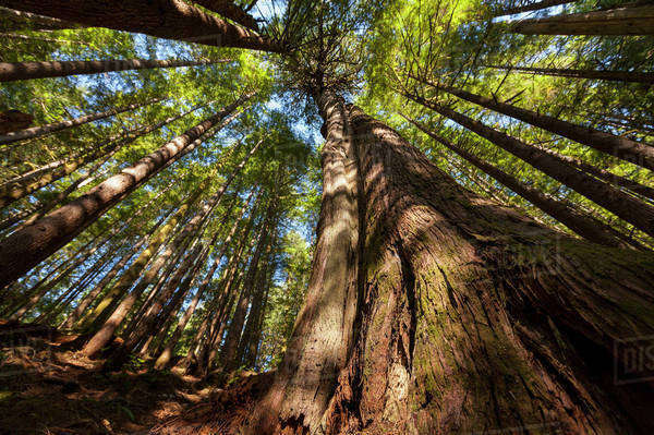 An old growth tree reaches for the sky in a forest on Vancouver Island ...