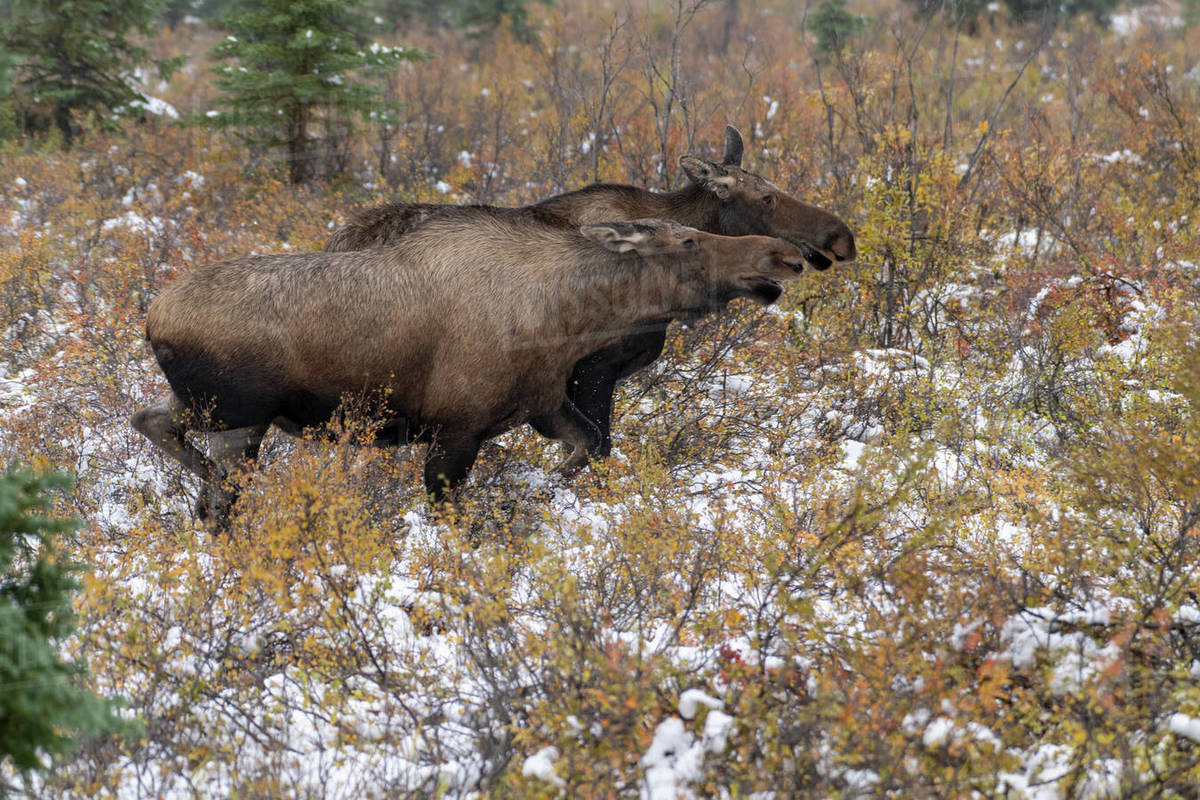 Two cow moose (Alces alces) walking together in the woodlands with ...