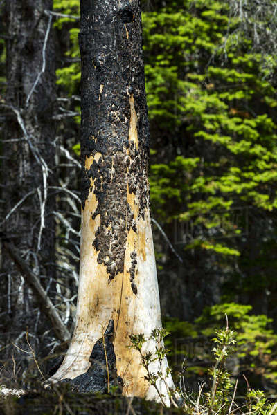 Burn marks on a tree trunk in a burnt forest with one green evergreen ...