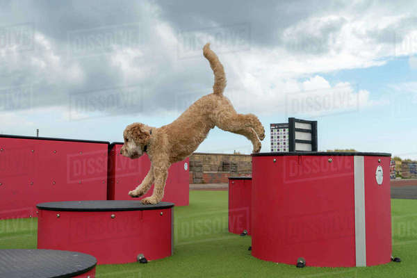 A blond Cockapoo dog shows it's agility by leaping between platforms of ...