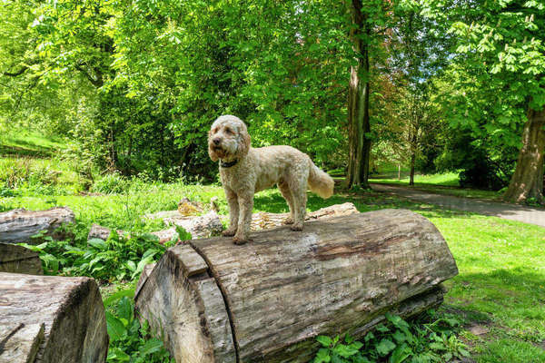Blond cockapoo dog stands on a log in a lush park area; Sunderland ...