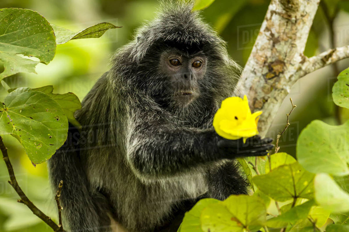 A silver leaf or silvery Lutung monkey, Trachypithecus cristatus ...