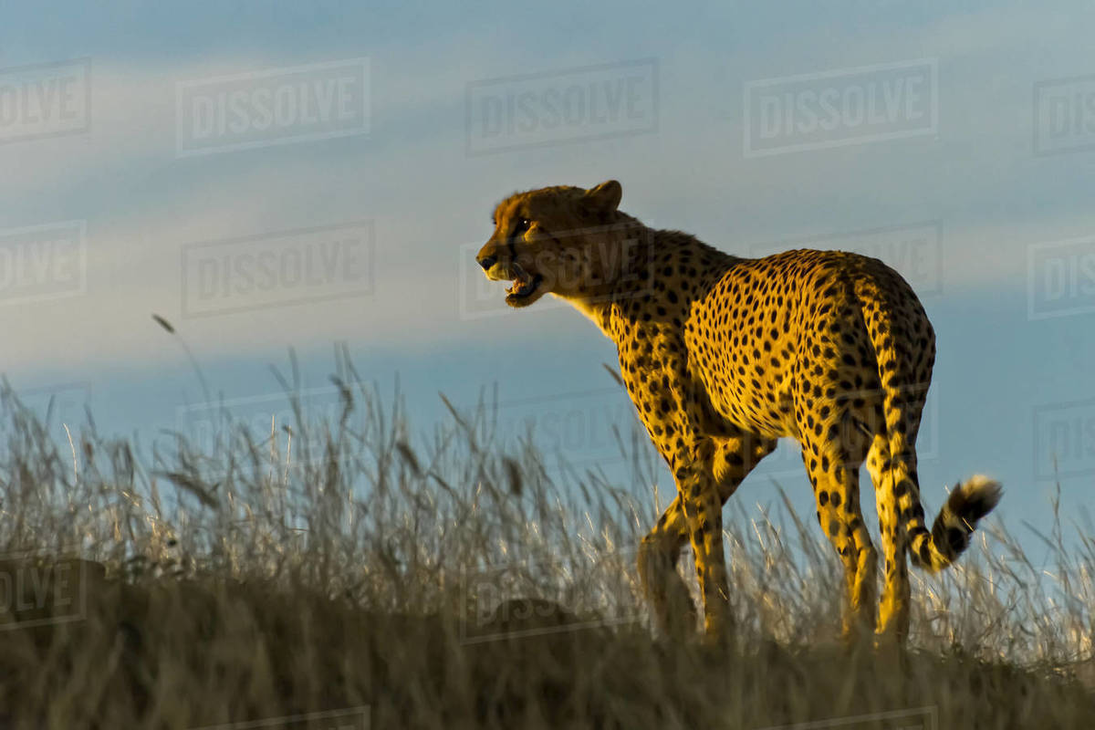 A cheetah walks away in shadow. - Stock Photo - Dissolve