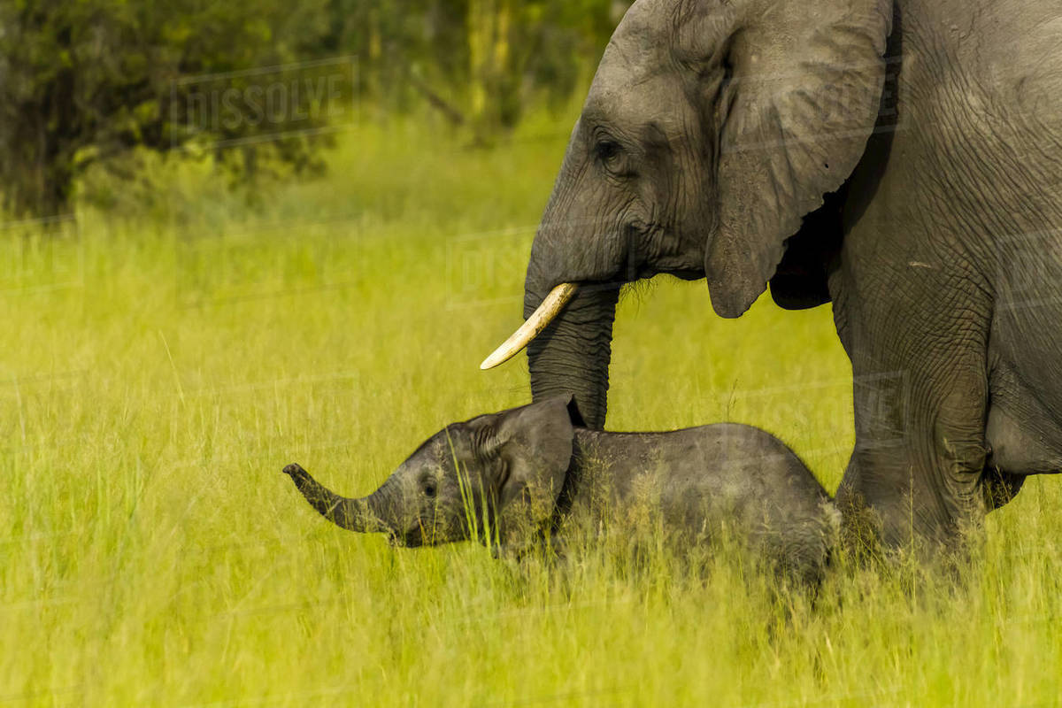African elephant mother and calf. - Royalty-free Stock Photo | Dissolve