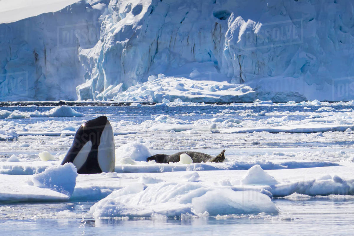 An orca whale surfaces in a hunt through pack ice. - Royalty-free Stock ...