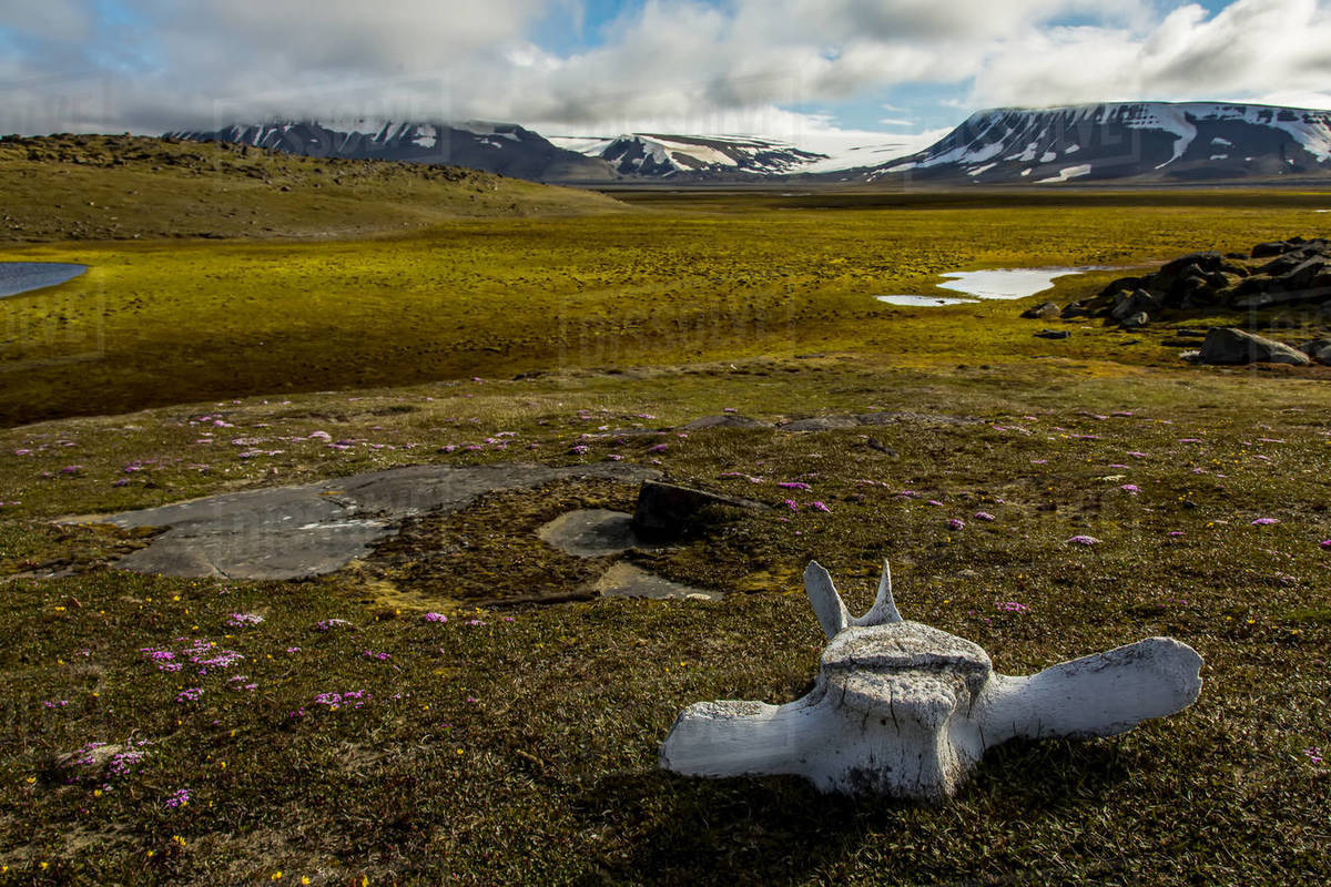 A bowhead whale vertebrae on the empty tundra. - Royalty-free Stock ...