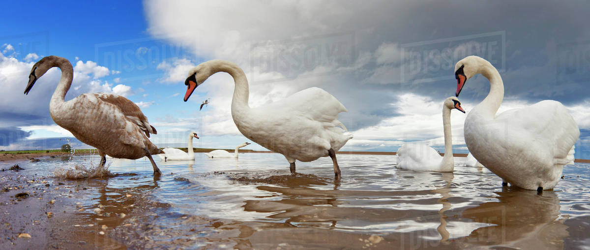 Swans Wading In The Shallow Water; Holy Island, Northumberland, England ...