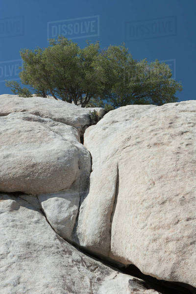 Large Rounded Rock With Cracks And Desert Shrub And Blue Sky; Palm ...