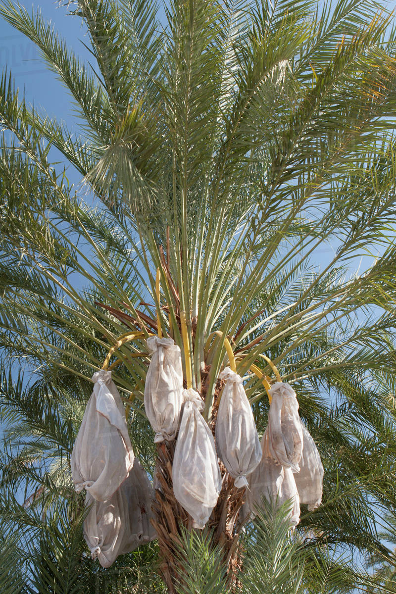 Close Up Of Date Tree With Covered Sacks On Date Clusters; Palm Springs ...