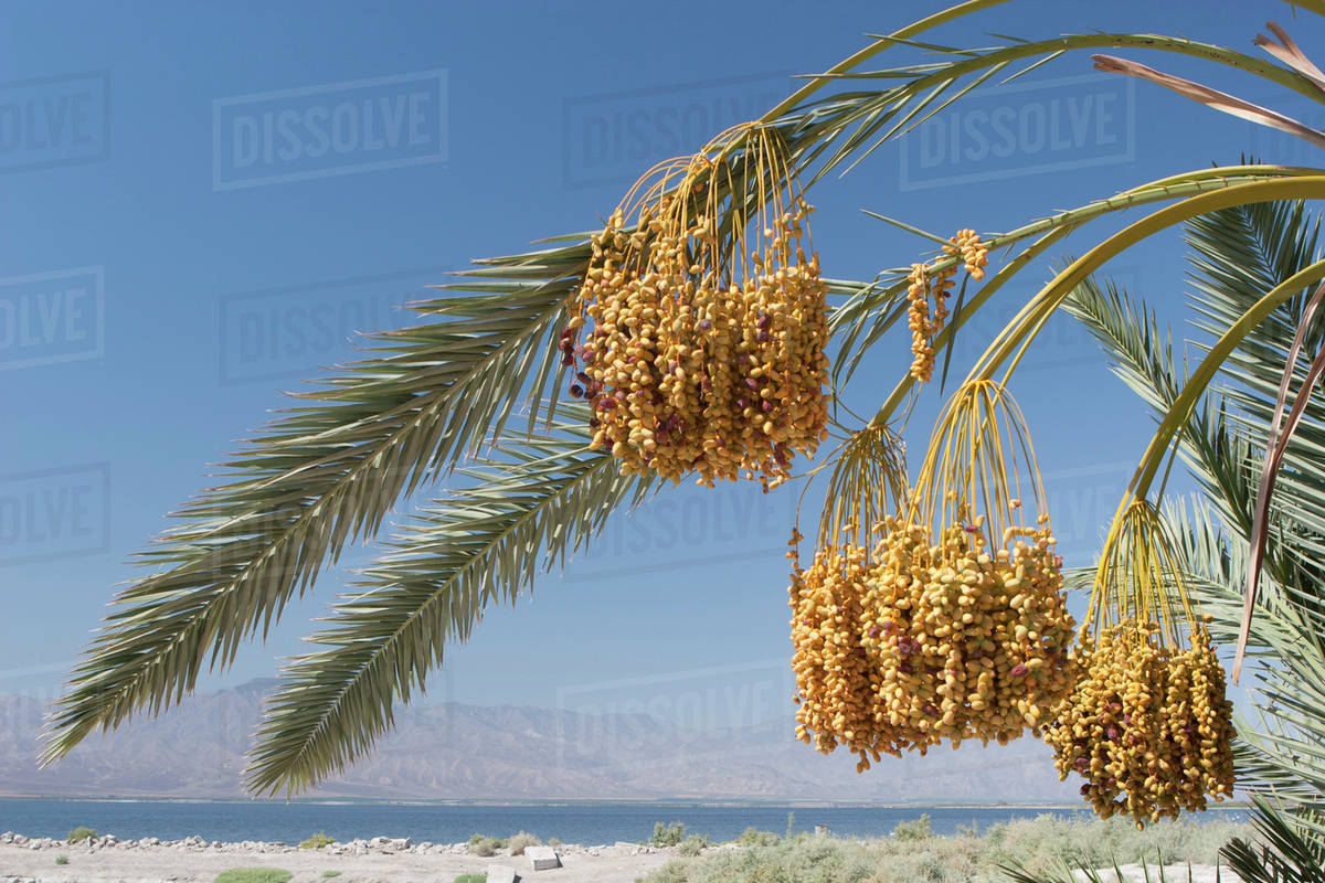 Date Clusters Hanging From Date Tree With Desert Lake And Mountain ...