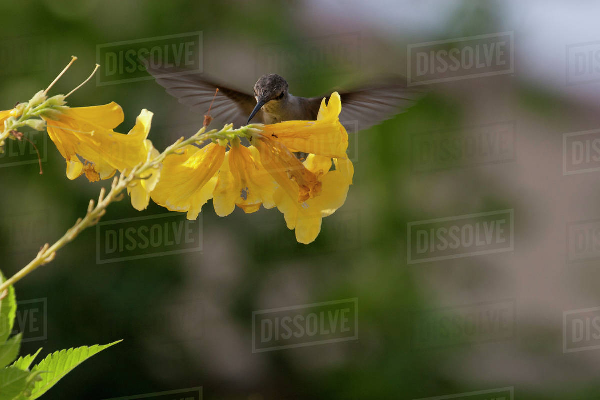 Close Up Of Hummingbird On Yellow Flowers; Palm Springs, California ...