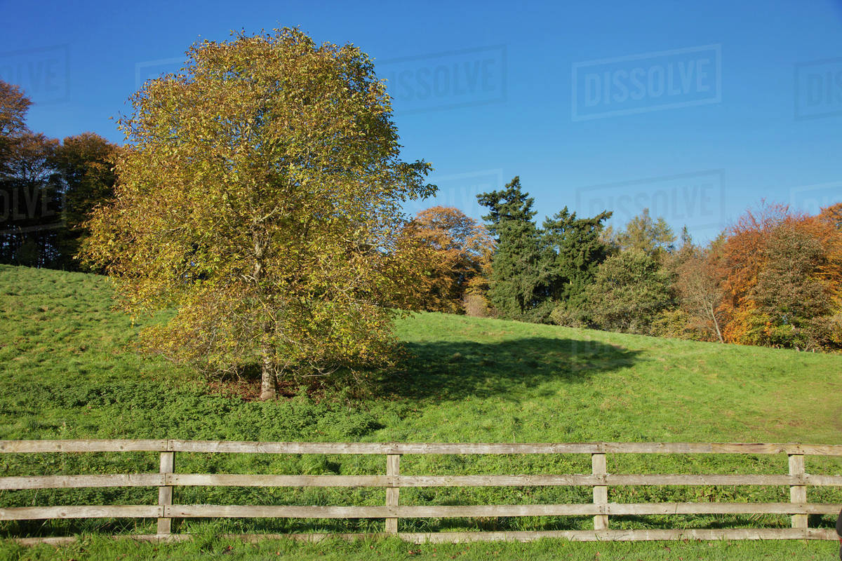 A Wooden Rail Fence With Trees In Autumn Colours; Scottish Borders ...