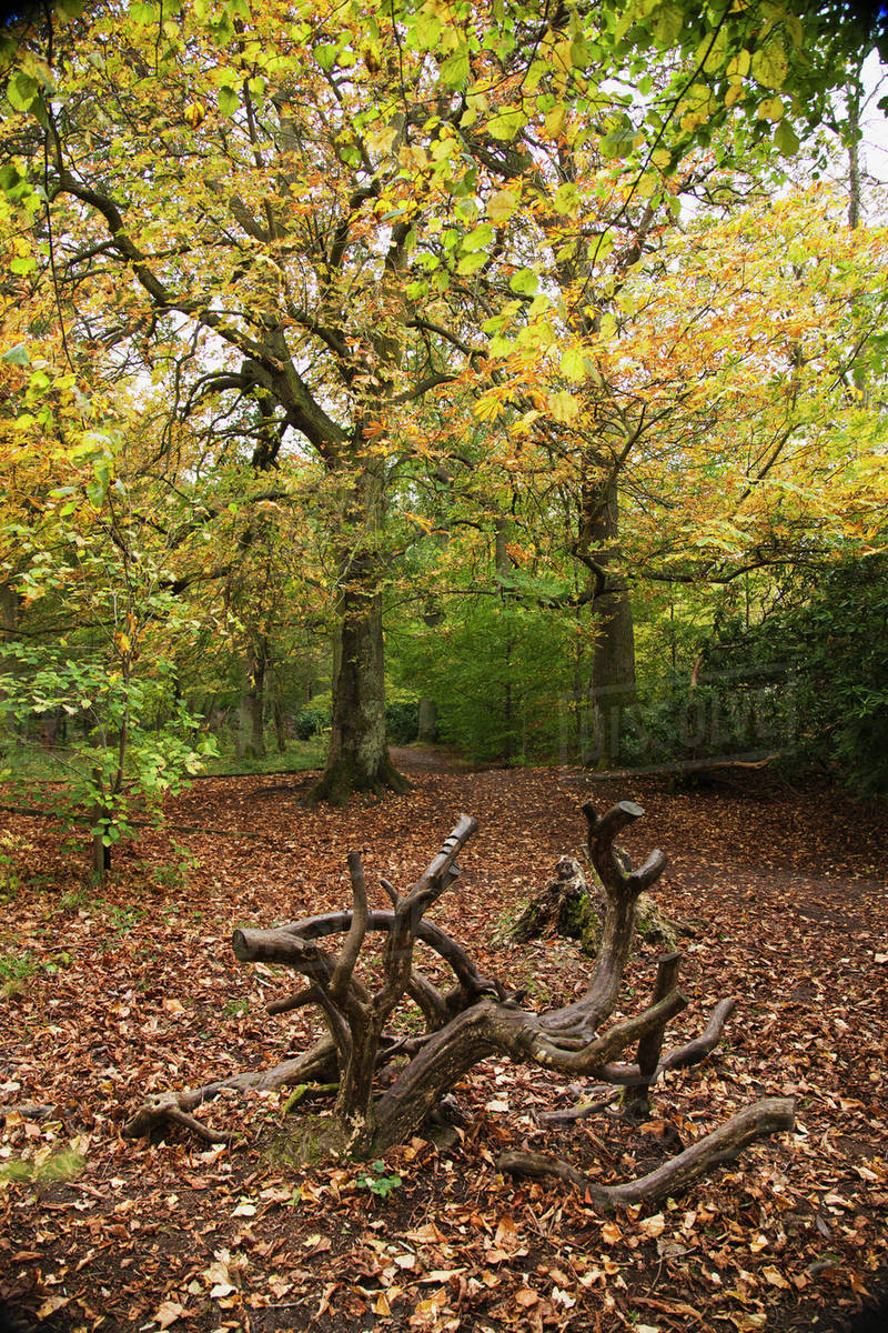 Curled Tree Roots Coming Up Through Fallen Leaves In A Forest In Autumn ...