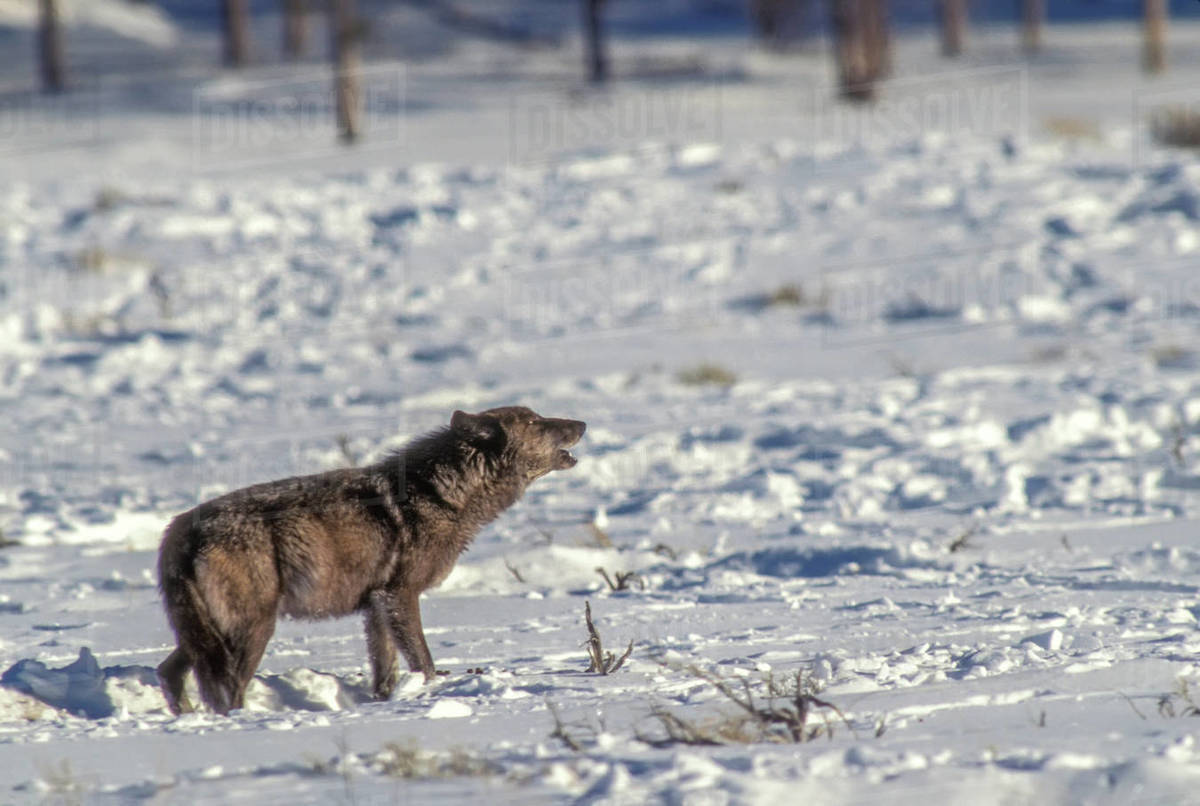 A black wolf (Canis lupus) stands on snow covered field howling into the distance on a sunny day ...