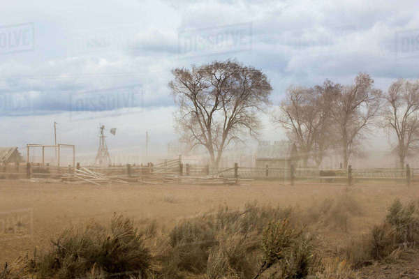 Dust storm on ranch with cottonwoods (Populus deltoides) along a wooden ...