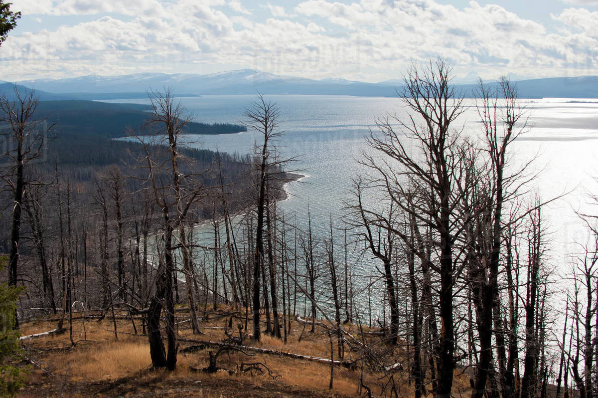 Burnt conifers, remnants from a fire, on the shoreline surrounding ...