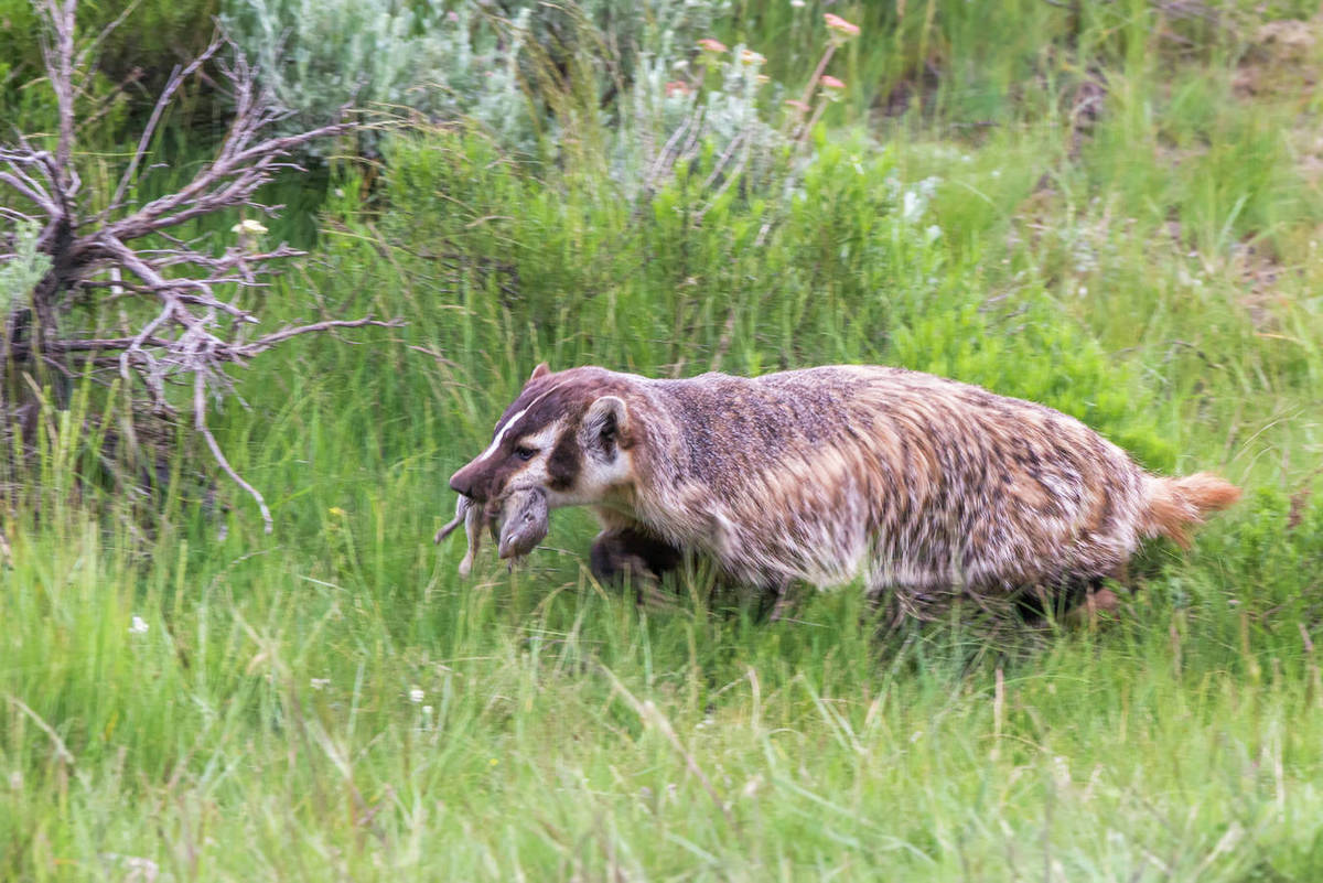 American badger (Taxidea taxus) walking in the grass carrying prey ...