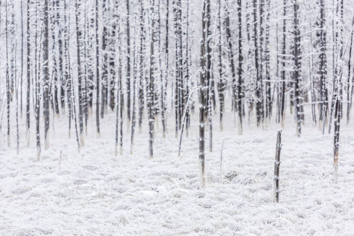 Frost covered marsh grasses and dead pine trees, also known as bobby ...