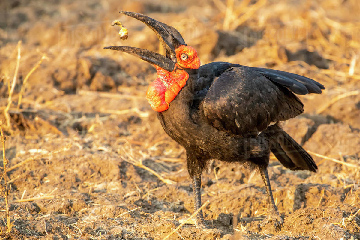 Portrait of a southern ground hornbill (Bucorvus leadbeateri) with its ...