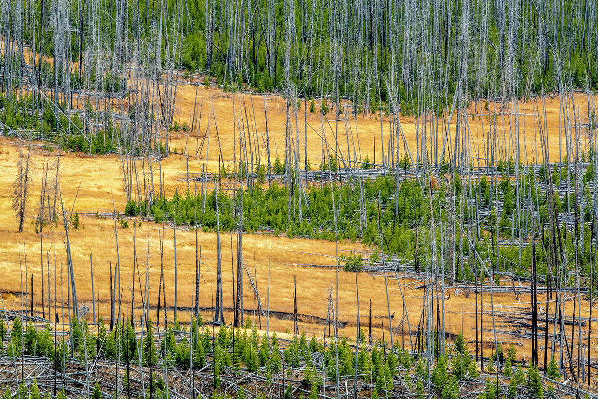 Bare lodgepole pine tree trunks (Pinus controta), remnants from the ...