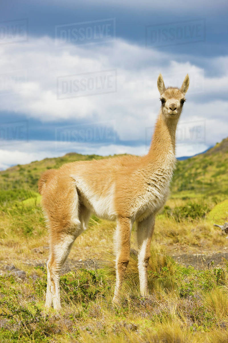 Portrait of a guanaco (Lama guanicoe) looking at camera, Torres del ...