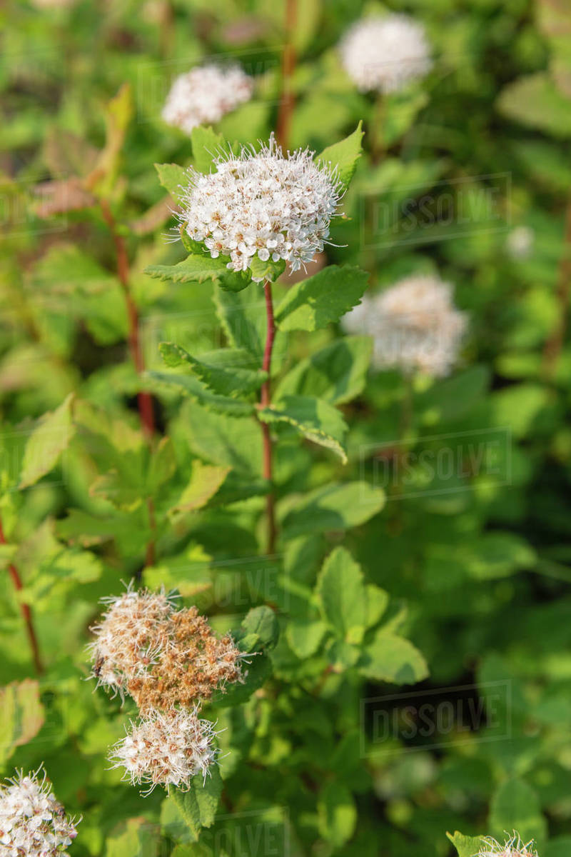 Close-up of an Alaska Spriaea (Spirea Beauver diana) peeking out from a ...