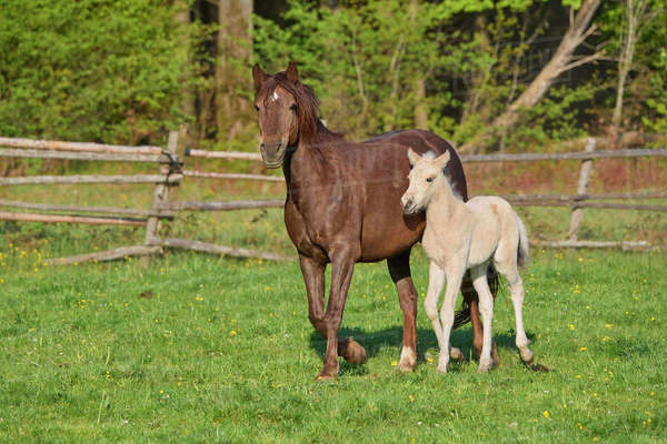 Portrait of a foal with mare (Equus ferus caballus) walking in a green ...