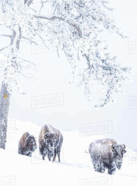 A herd of snow-covered Bison (Bison bison) walking by Firehole River in ...