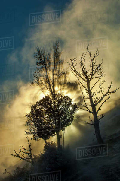 Bare trees and conifer trunks emerge through the misty steam at sunrise ...