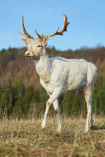 White Fallow deer buck (Dama dama) on a meadow, captive; Bavaria ...