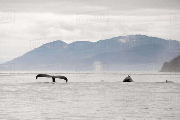 A pod of humpback whales, Megaptera novaeangliae, swim in the water ...