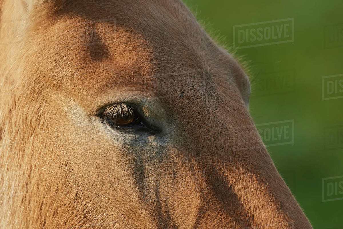 Eye of Przewalski's horse or Mongolian wild horse (Equus ferus ...