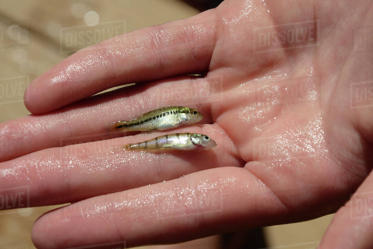 Largemouth bass (Micropterus salmoides) and yellow perch (Perca ...
